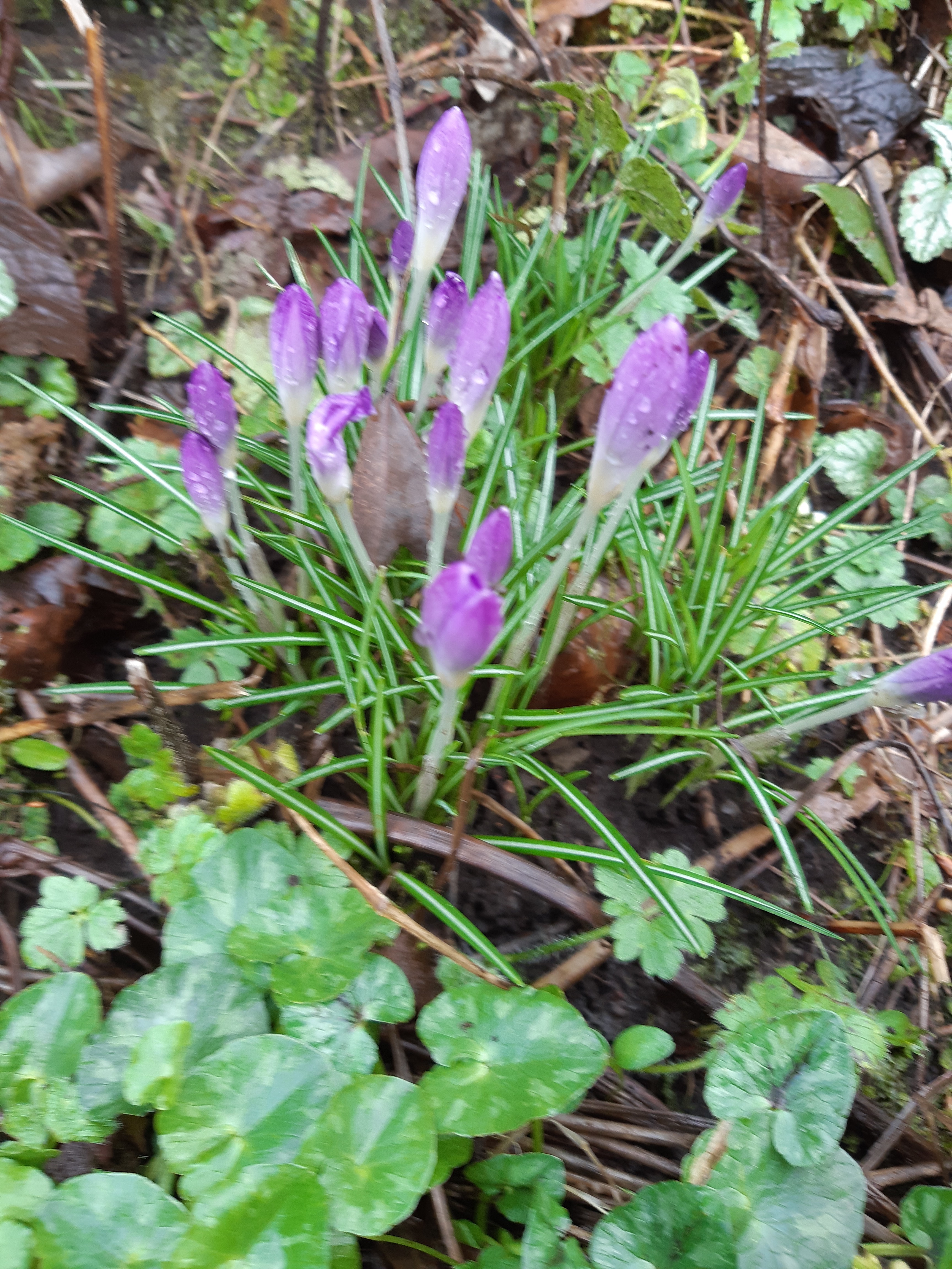 Coming out of Hibernation – a Garden – & a Blog « Frogswell